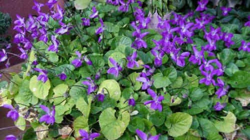 Violeta: Usos medicinales, beneficios y Contraindicaciones | Indigo hierbas